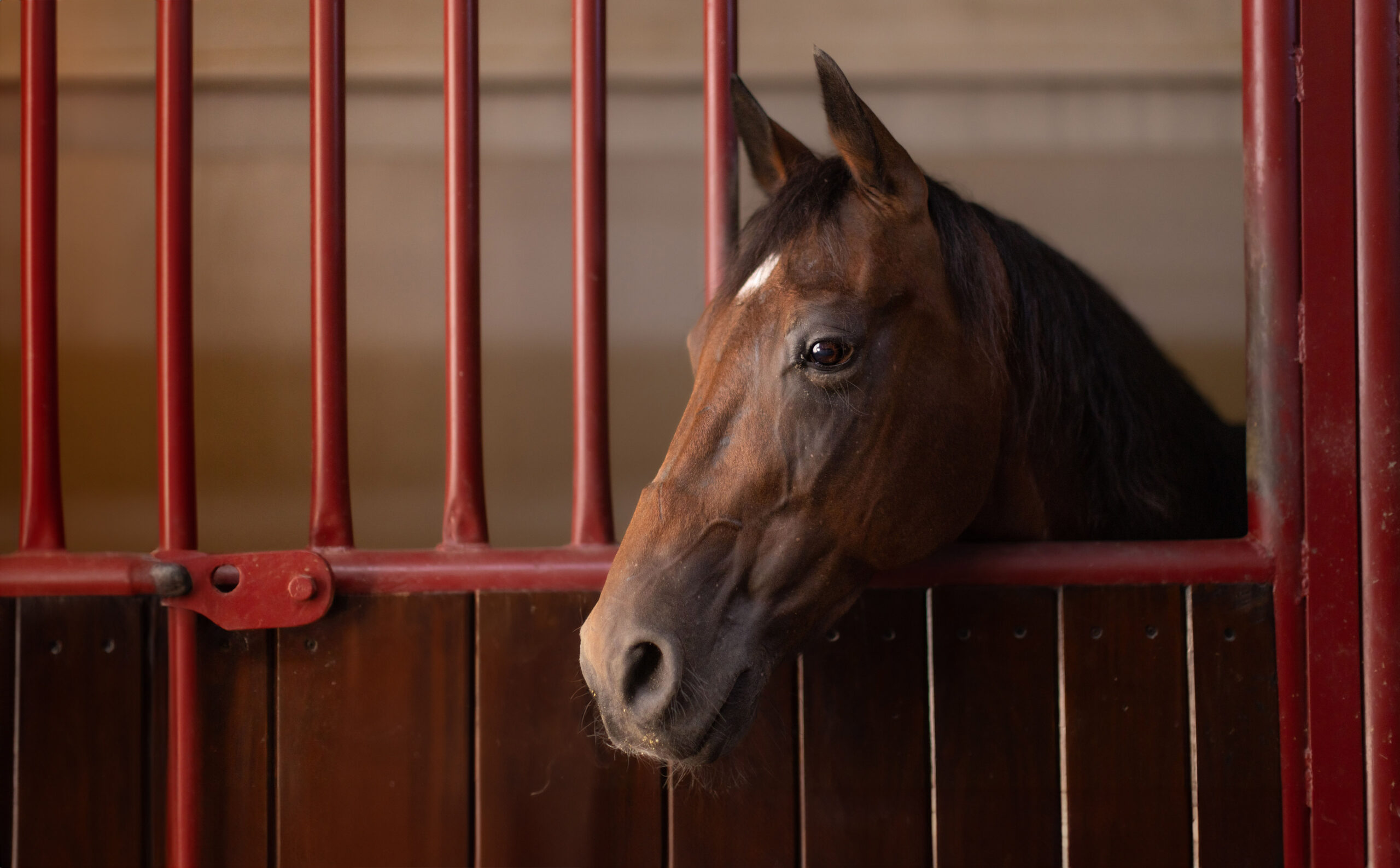 Show Forms - Brazos Bash